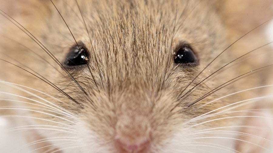 New study uses mice to unlock the secrets of language learning | OregonNews