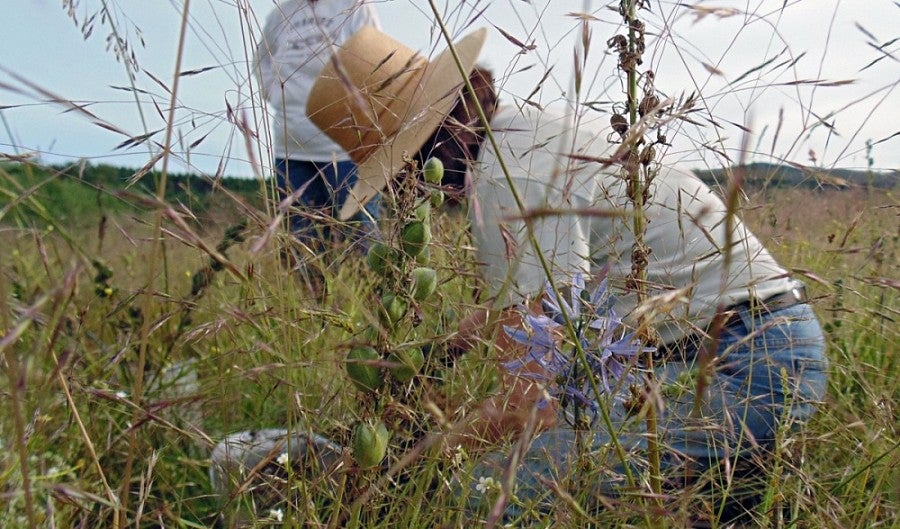UO graduate students get a taste of Native camas cooking | OregonNews