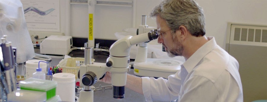 A UO lab digs into worms in the quest to lengthen human life | OregonNews