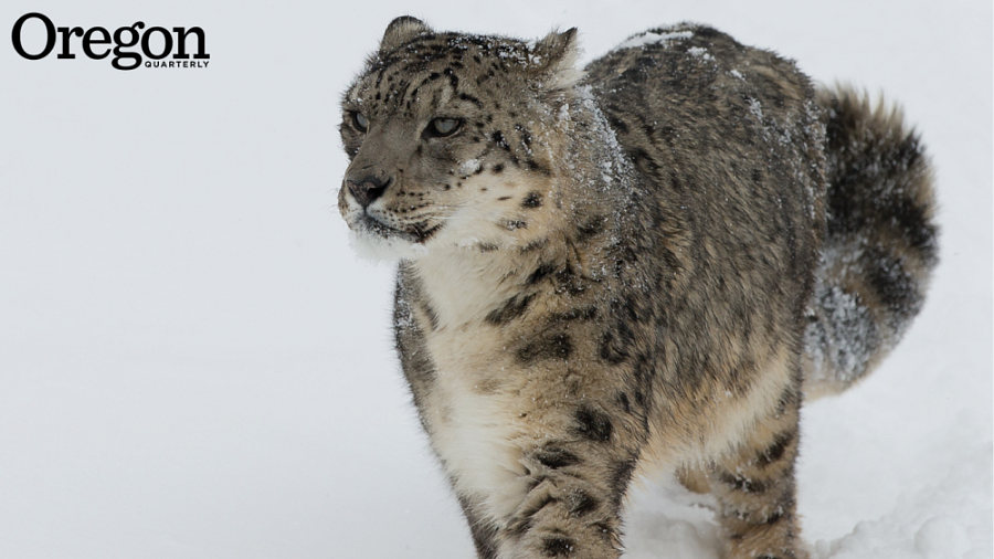 Hannah Taub and Saving the Snow Leopard | OregonNews