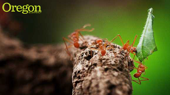 Big Ant Jobs